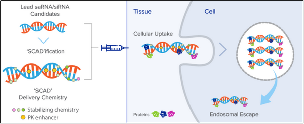 专访丨意外挑战RNAi的「激活」作用，RNA激活领域开拓者创办国内首家RNAa公司，首推管线已进入IND阶段 - 知乎