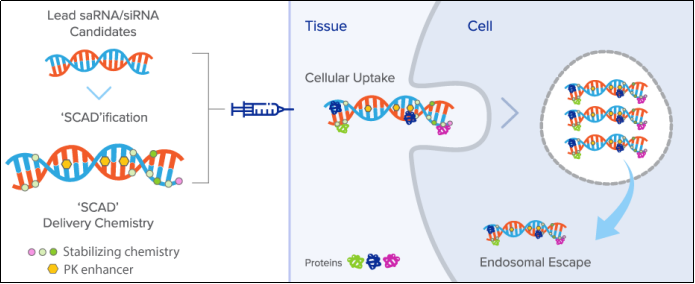 专访丨意外挑战RNAi的「激活」作用，RNA激活领域开拓者创办国内首家RNAa公司，首推管线已进入IND阶段 - 知乎