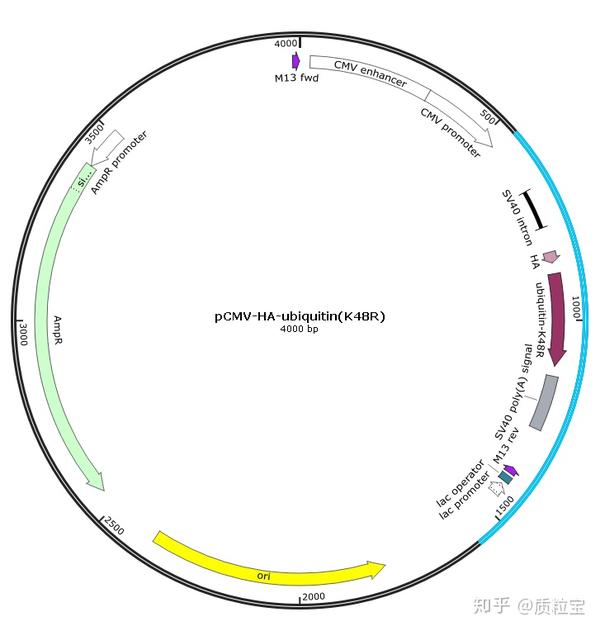 人源泛素化相关质粒 - 知乎