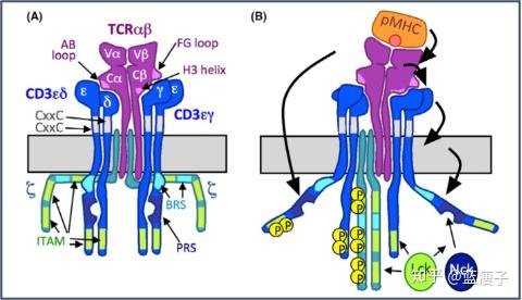 Nature Immunology丨利用CD3多样性优化CAR-T - 知乎