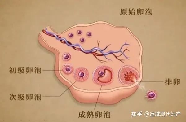 卵泡长不大会带来哪些影响 知乎