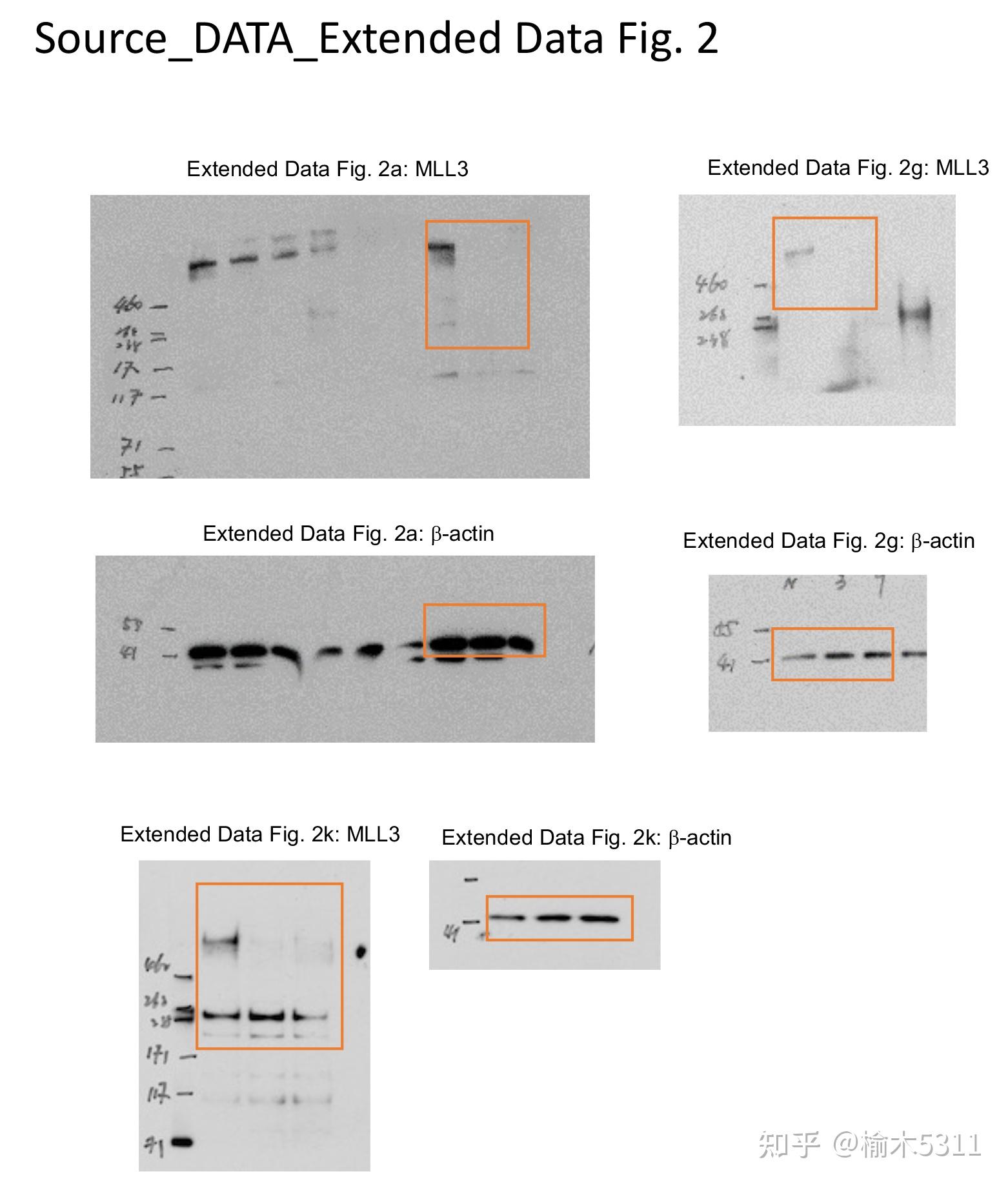 Western blot，不推荐整膜带marker的理由, 真实WB/ Western blot欢迎垂询交流~ykt3728 - 知乎