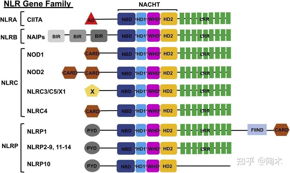 科“炎”直通车丨NLRP3炎性小体激活调控与靶向药物研究综述——陶术化合物库 - 知乎