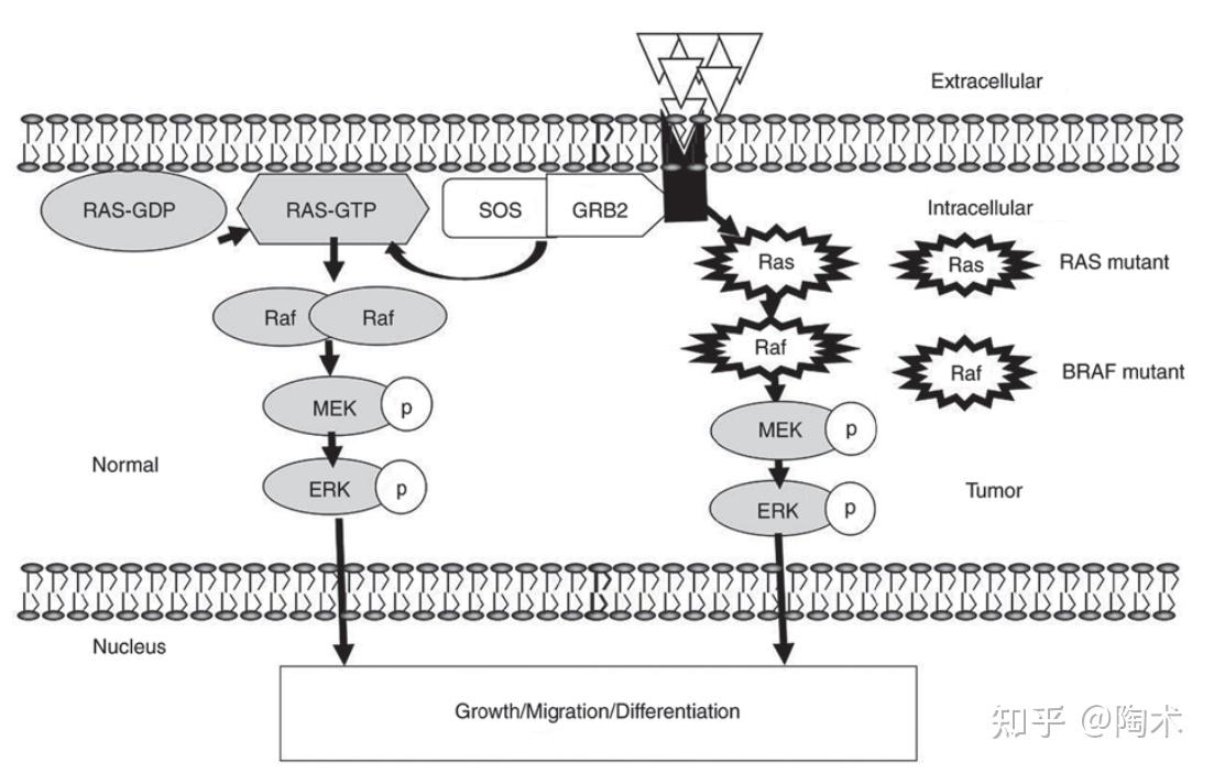 快速了解ERK/MAPK信号通路？ - 知乎