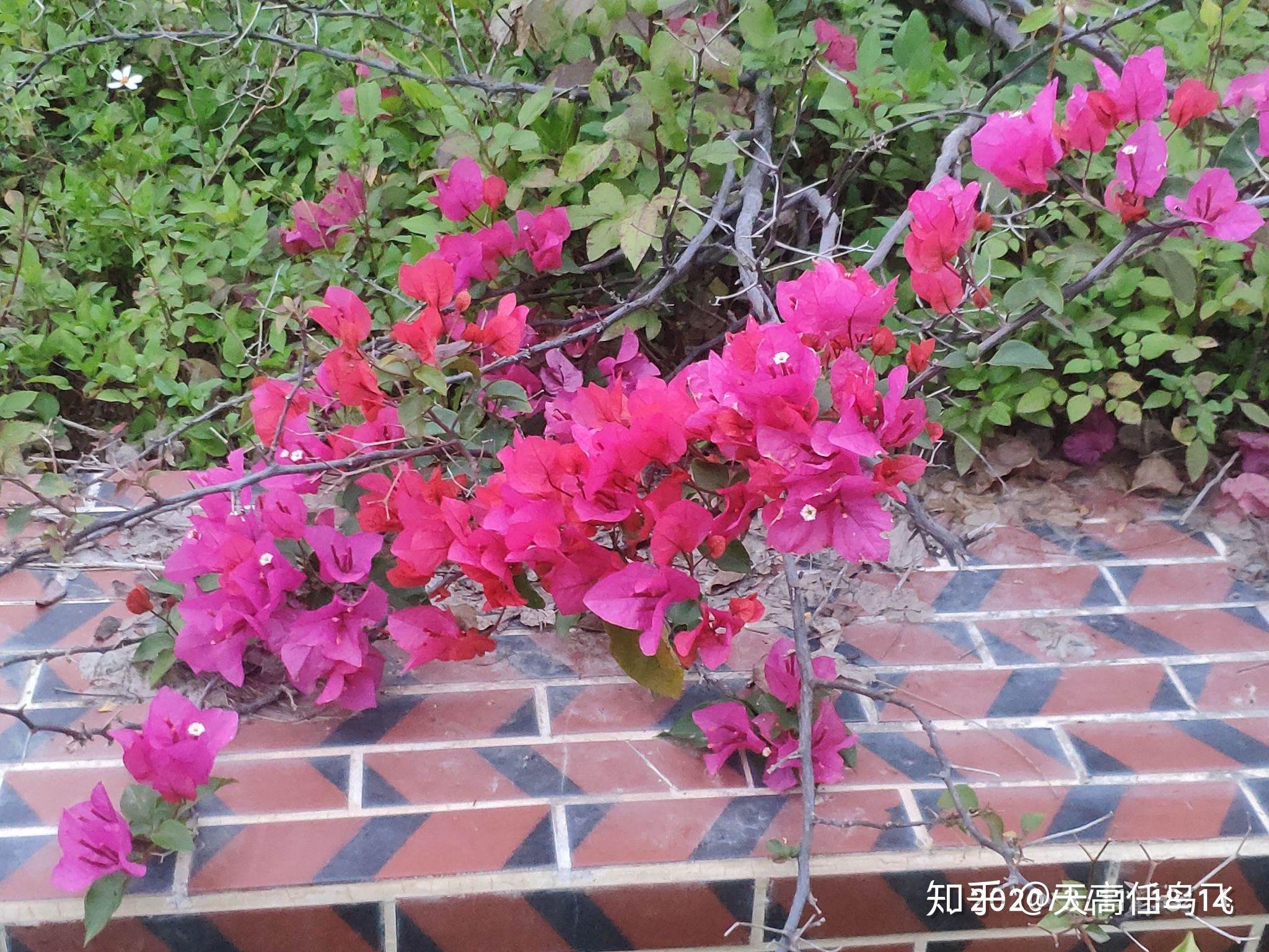 随拍厦门市花三角梅！ - 知乎