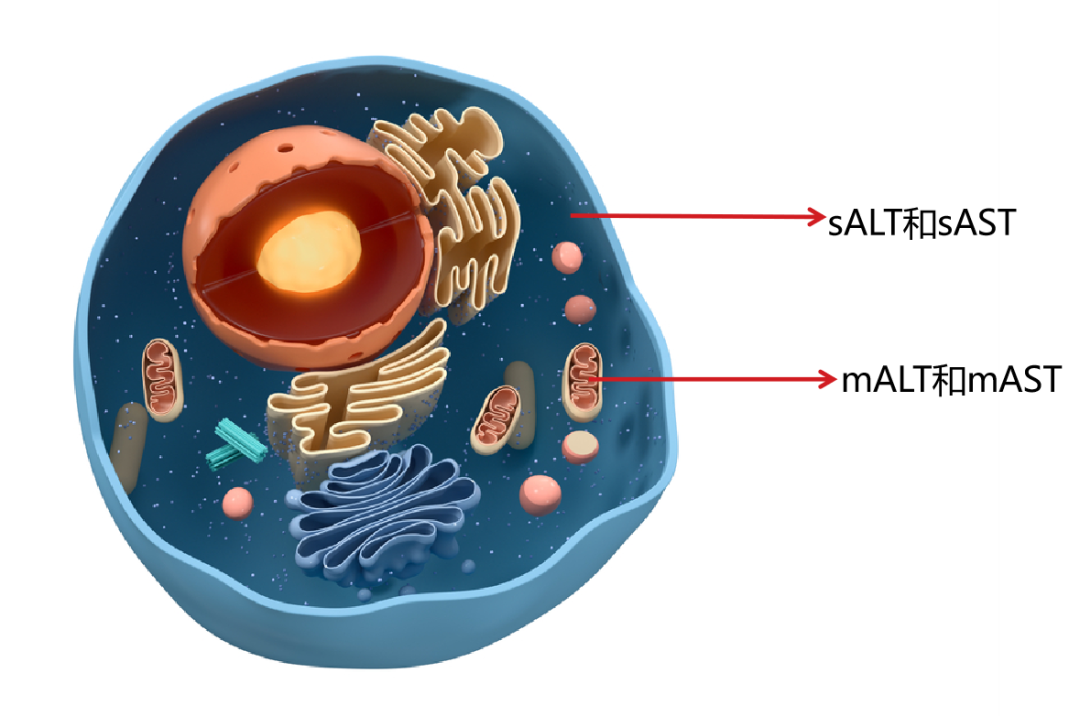 ALT和AST，你捋顺了吗？ - 知乎