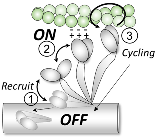 PNAS︱马伟康团队揭秘心脏肌肉肌球蛋白结构和心脏收缩力的关系 - 知乎