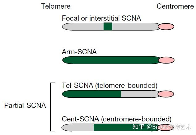 Nature | 癌症非整倍体形成的主要驱动力 - 知乎