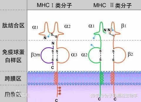 【干货】一文读懂MHC分子与APC细胞及T细胞之间的关联 - 知乎