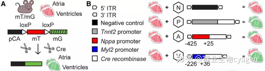 AAV是如何实现特异性表达调控的？ - 知乎