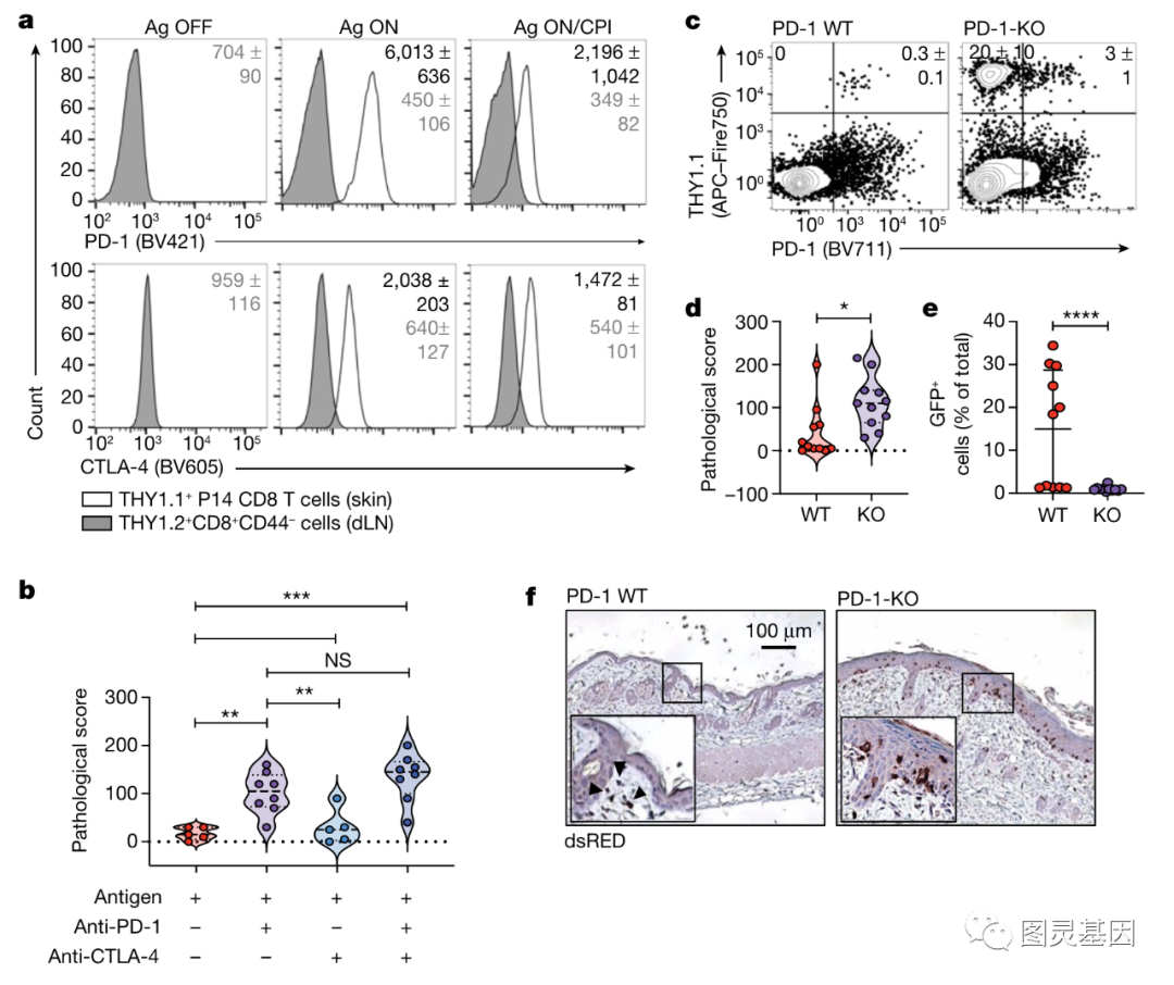 Nature | PD-1能够维持CD8 +T细胞对皮肤新抗原的耐受性 - 知乎