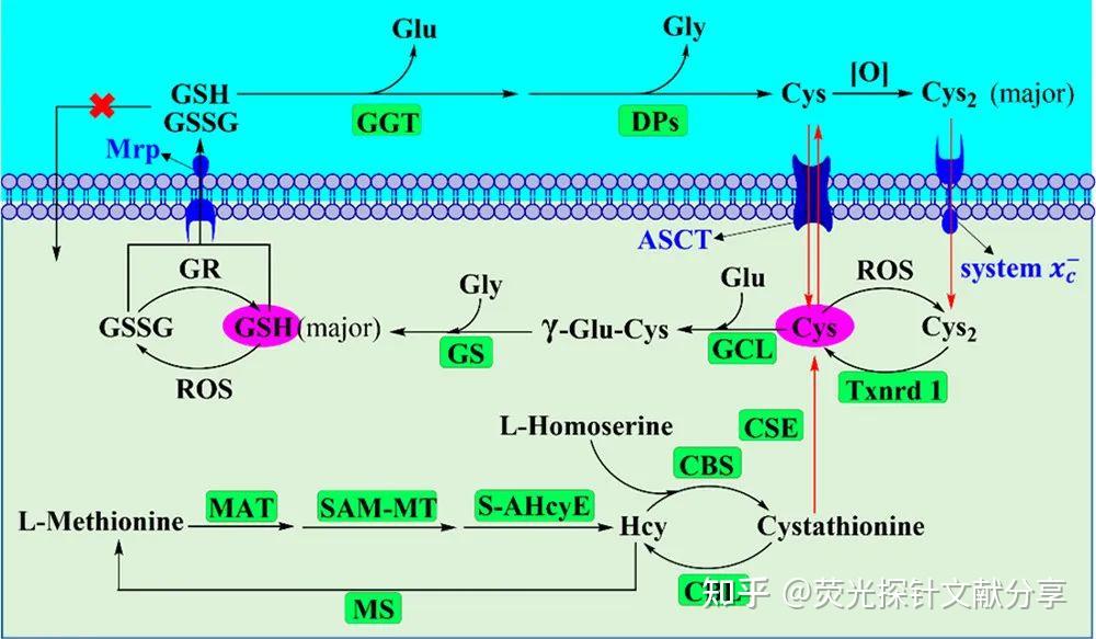 研究细胞内Cys和GSH合成途径关系的荧光探针 - 知乎