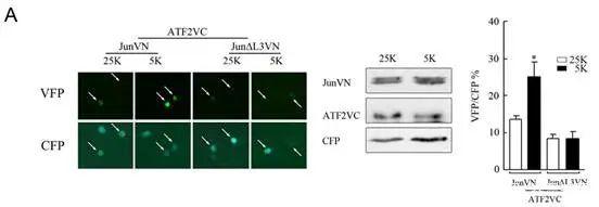 BiFC实验技术详解 - 知乎