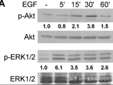 默克生命科学干货 | 单克隆抗-MAP 激酶，活化（二磷酸化 ERK-1&2） 小鼠抗 - 知乎