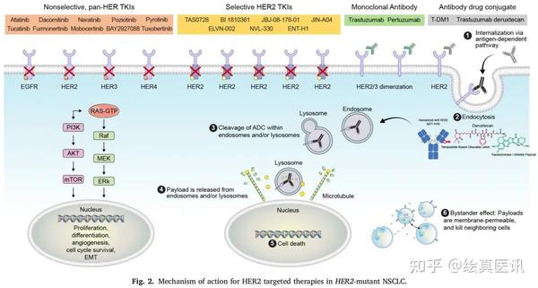 最全综述：HER2变异非小细胞肺癌的分子检测，治疗现状及前景展望 - 知乎