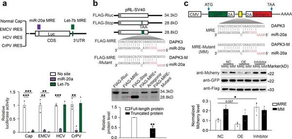 miRNA靶点位于mRNA CDS区的研究 - 知乎