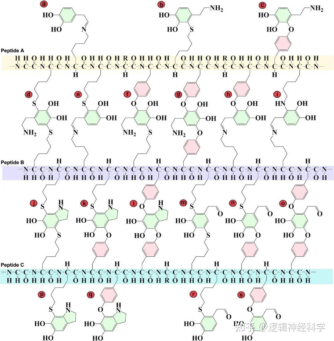 Transl Neurodegener 重磅综述︱新加坡国立神经科学研究所陈永庆团队汇总多巴胺在帕金森病中的病理生理学机制 - 知乎