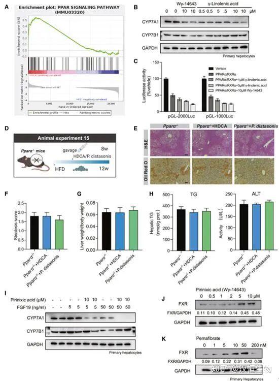 IF= 29.0丨首次揭示HDCA对NAFLD的治疗潜力及机制 - 知乎