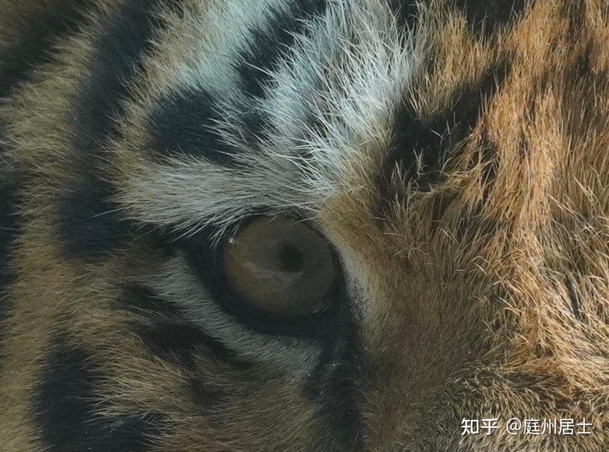 索尼70-350g综合体验(多图) - 知乎