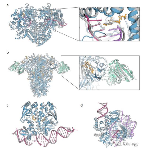 不再只是单体结构，迭代更新的AlphaFold可以预测多种互作！ - 知乎
