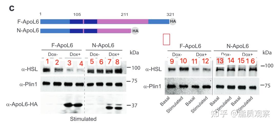 Nature Comunications｜脂滴相关蛋白ApoL6 通过与 Perilipin1互作抑制脂肪分解 - 知乎