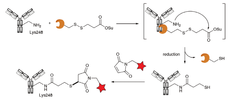 ADC的偶联技术 - 知乎
