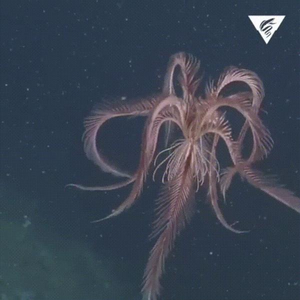 【地球演义】第二百七十四回 异界来客7：Alura Une - 知乎