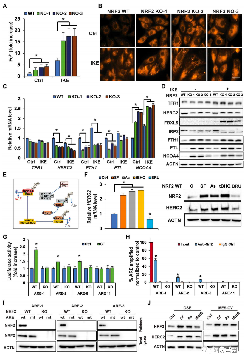Sci Adv ｜ 铁稳态和铁死亡新机制为难治性和复发性癌症提供可能 - 知乎