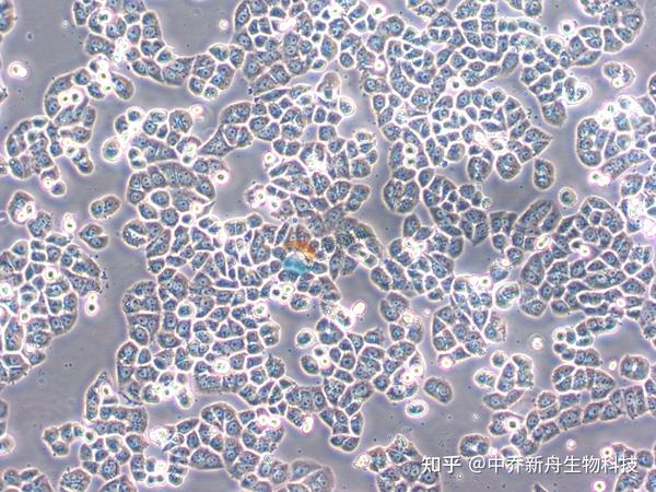 细胞学新手必看！快速掌握MDA-MB-468人乳腺癌细胞培养技术！ - 知乎