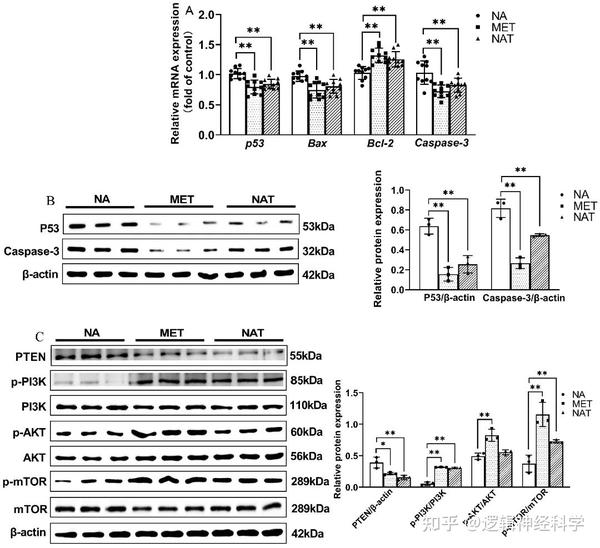 JAR︱中国农大江正强团队报道：新琼四糖通过调节菌群-肠-脑轴延长小鼠寿命并抑制其大脑衰老 - 知乎