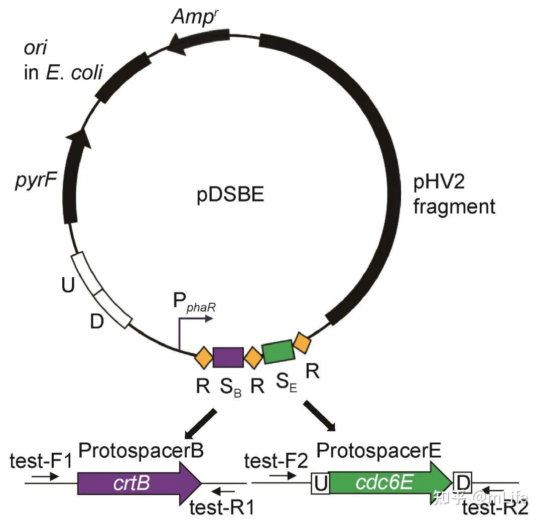 mLife | 驾驭CRISPR-Cas新策略：通过改变spacer长度同时实现基因组编辑与基因表达调控 - 知乎