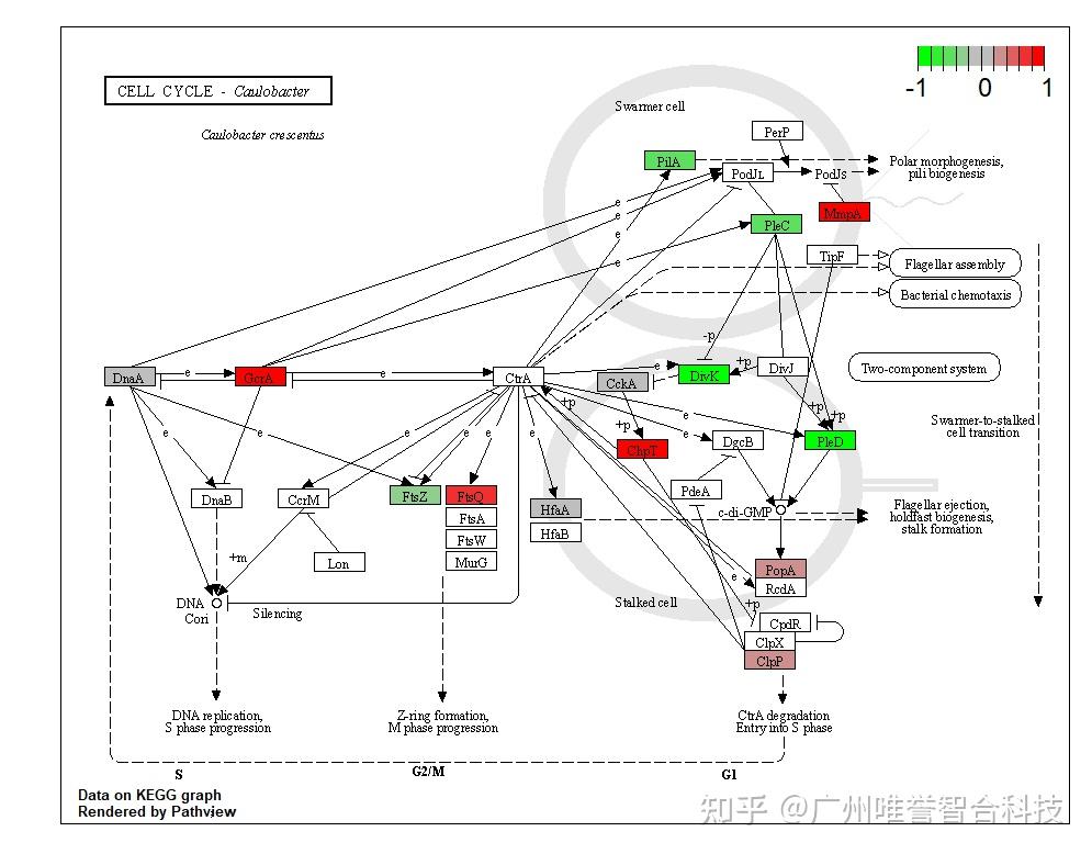 如何用Pathview画出高大上的基因与代谢通路热图？ - 知乎