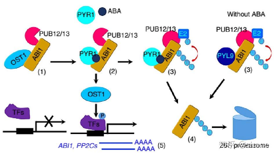 E3泛素连接酶PUB12/13降解ABA的共受体ABI1 - 知乎