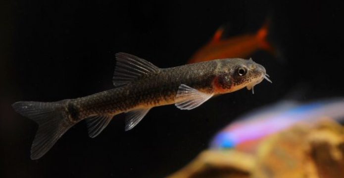 常见鱼种科普四:鲤鱼，水中妖艳的吃货 - 知乎