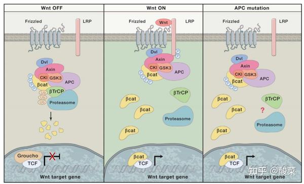 来看！为你翻译了这篇Cell综述，不再遗憾错过Wnt信号通路 - 知乎