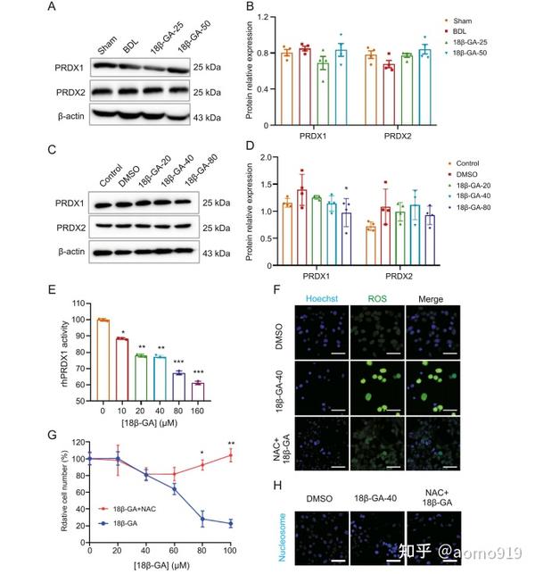 AbMole科研-18beta-甘草次酸通过靶向活化的造血干细胞中的PRDX1/2诱导ROS介导的凋亡来改善肝纤维化 - 知乎