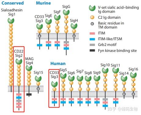 肿瘤免疫靶点 | CD33 - 知乎