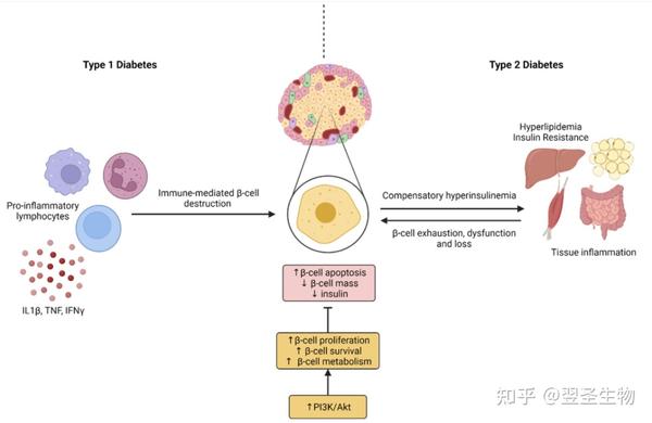 PI3k-AKT-mTOR信号通路相关抗体及研究 - 知乎