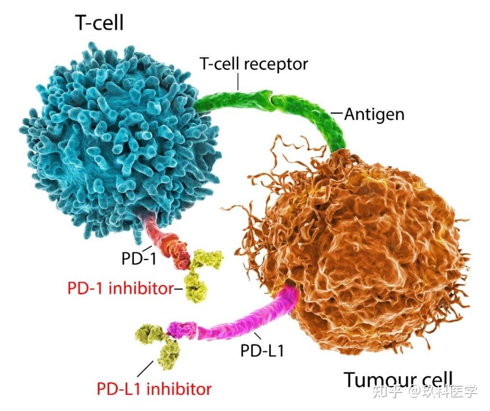 PD-1/PD-L1|国自然肿瘤免疫领域中的热门分子 - 知乎