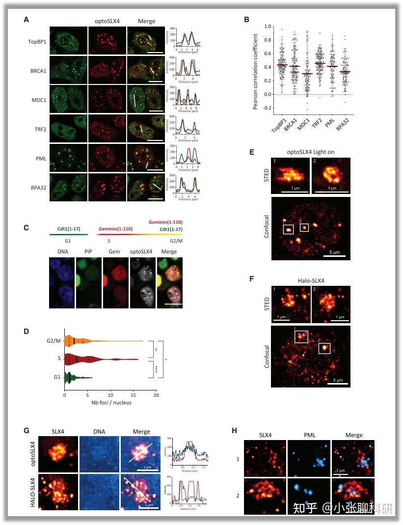 多热点综合研究：SUMO化还能通过“相分离”去调控泛素化？ - 知乎