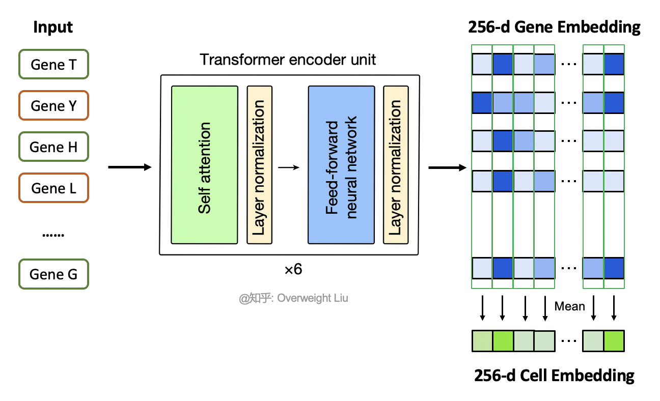(五) Geneformer 技术解读 ｜ 利用基因名字排序进行语言建模 - 知乎