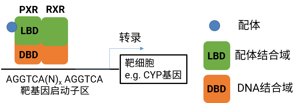 药物代谢酶CYP450诱导机理及体外评估模型解析 - 知乎