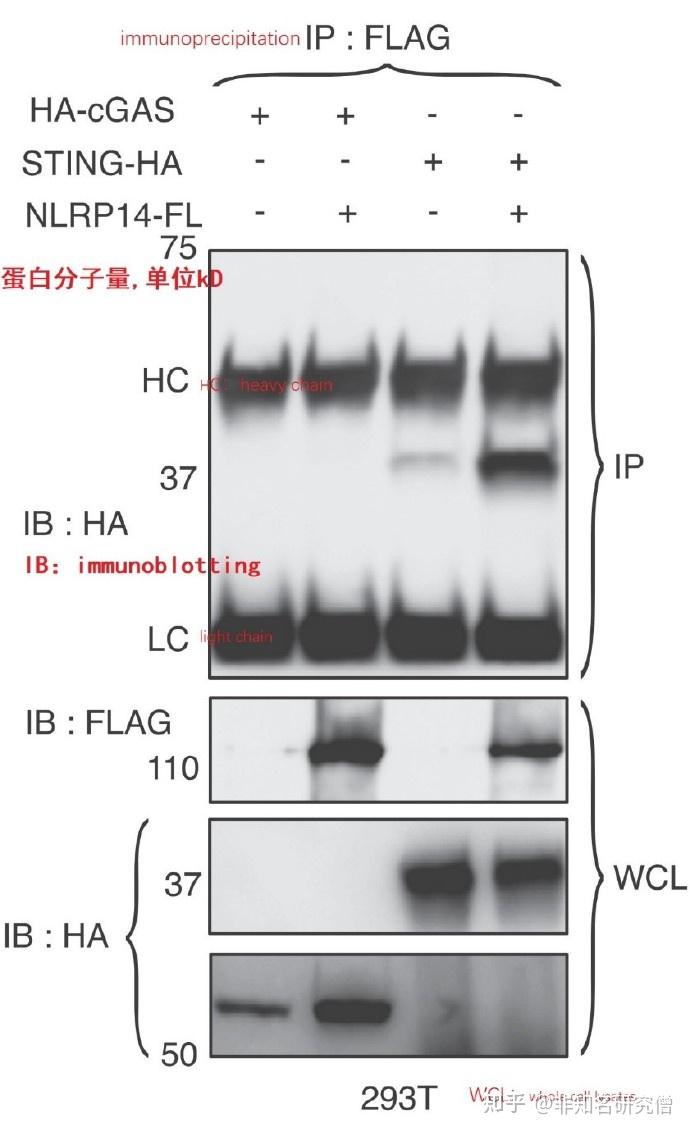 Co-IP的结果解读 - 知乎