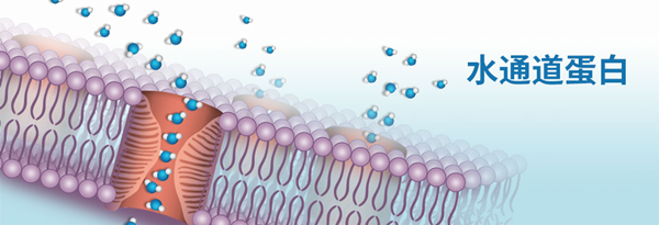 离子通道系列1——水通道蛋白（Aquaporin） - 知乎