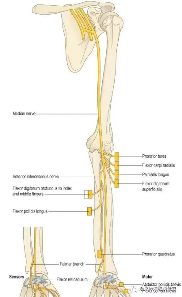 神经张力测试 - 知乎