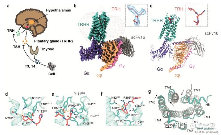 GPCR，一种蛋白，如何串起三大类疾病？ - 知乎