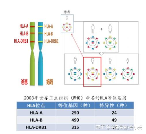 配型为何需要大海捞针，HLA是什么？ - 知乎