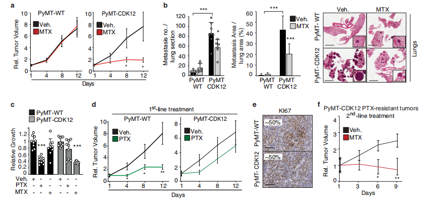 Nat Commun | 转录组+代谢组解析经典靶点CDK12致癌机制 - 知乎