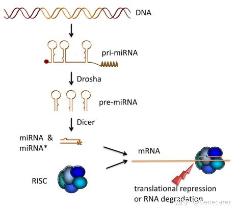 miRNA基因高效调控策略 - 知乎