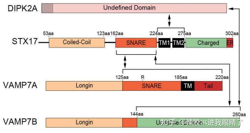 DIPK2A promotes STX17- and VAMP7-mediated autophagosome-lysosome fusion ...